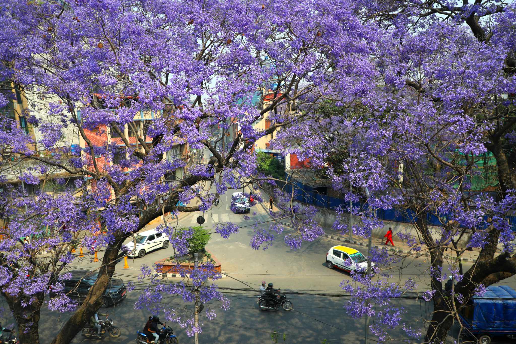 In Photos: Jacaranda flowers adorning the streets of Kathmandu | AawaajNews
